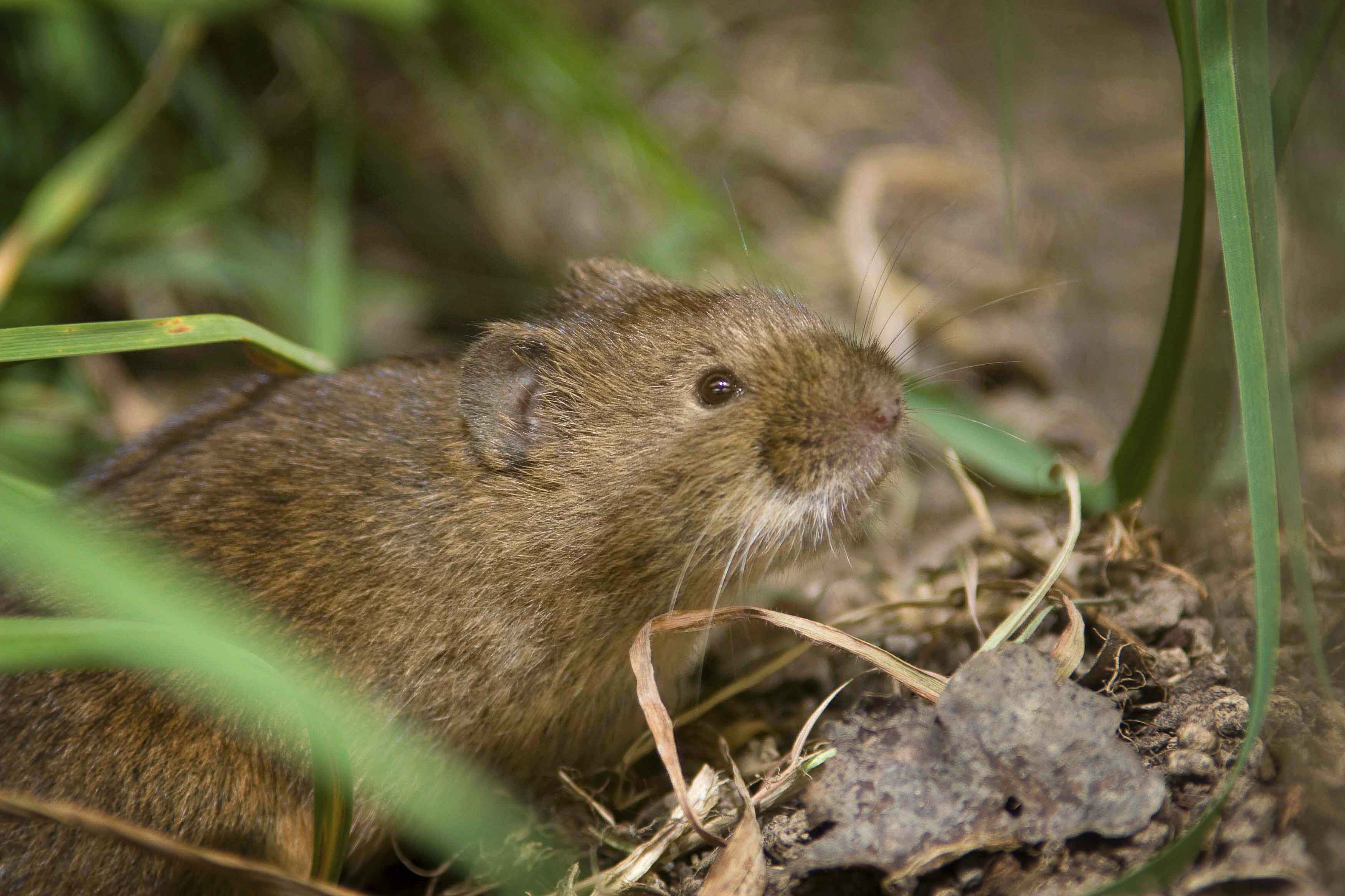 SOMERSET WILDLIFE TRUST UNVEILS 2018 SOMERSET NATURE RESERVES FUND