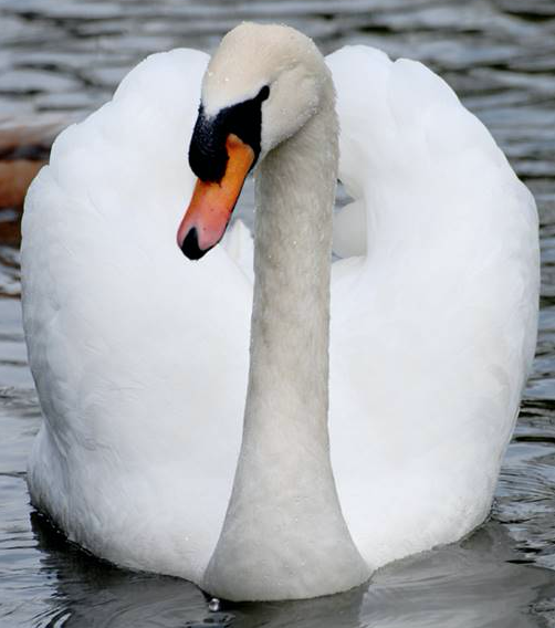 The Bishop's Palace Mourns Passing of Iconic Swan