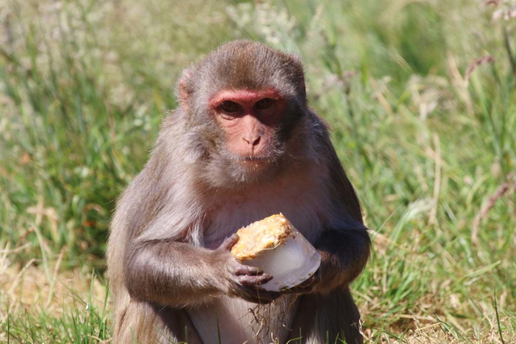 LONGLEAT’S ‘ARCTIC’ MONKEYS CHILL OUT WITH ICE LOLLY TREATS