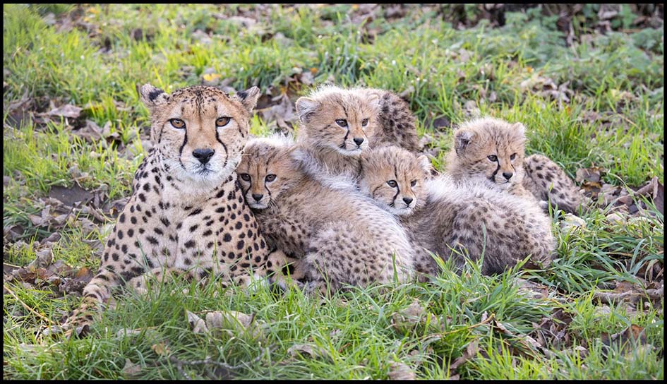 LONGLEAT CHEETAH CUBS VENTURE OUTSIDE FOR FIRST TIME