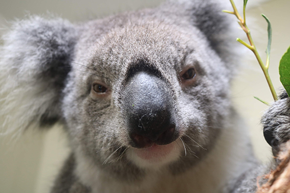 Longleat Koalas Offer Scientific Breakthrough to Save Iconic Species in ...